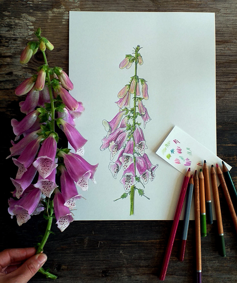 drawing foxgloves