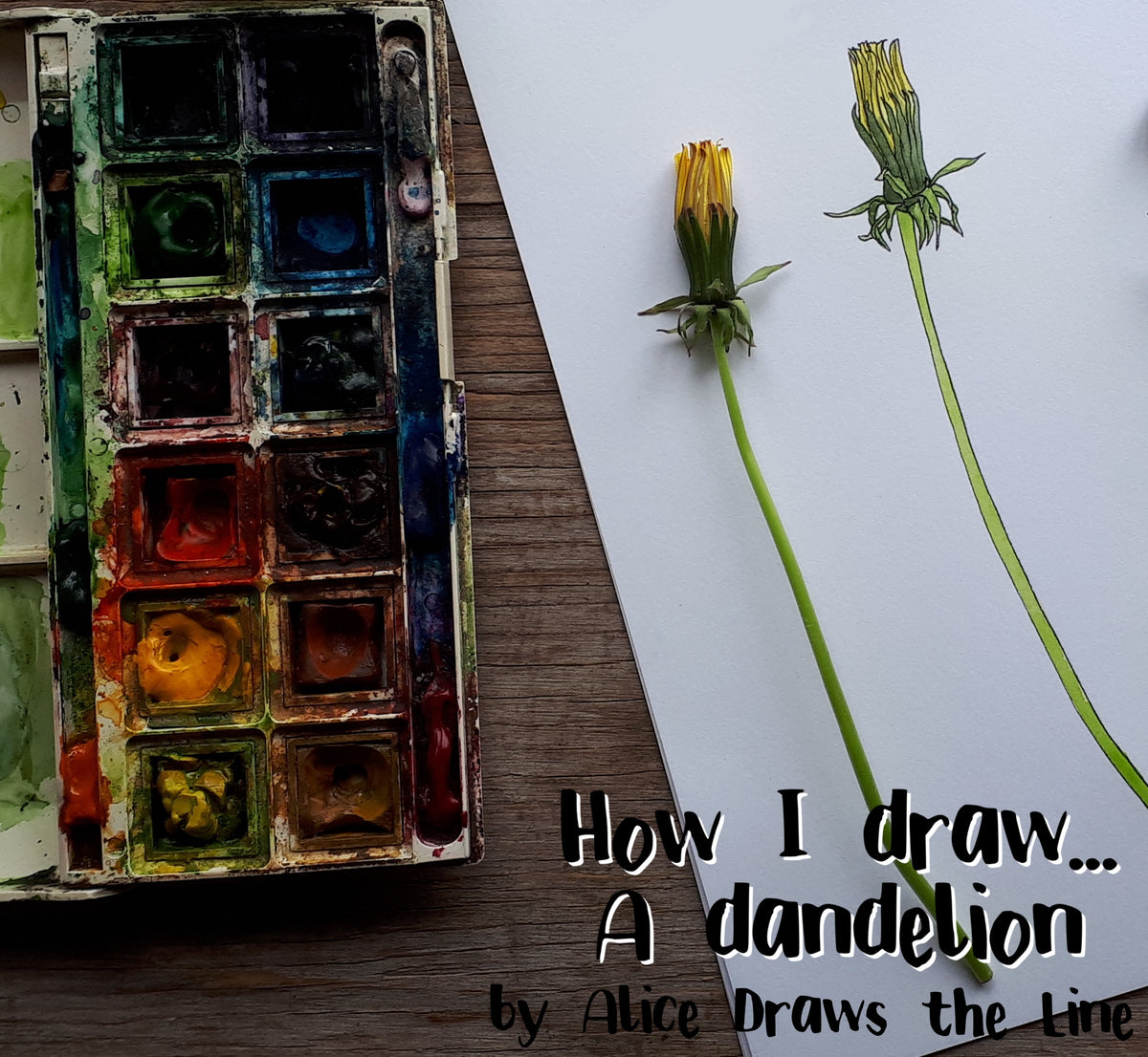 How I draw... a dandelion – Alice Draws The Line