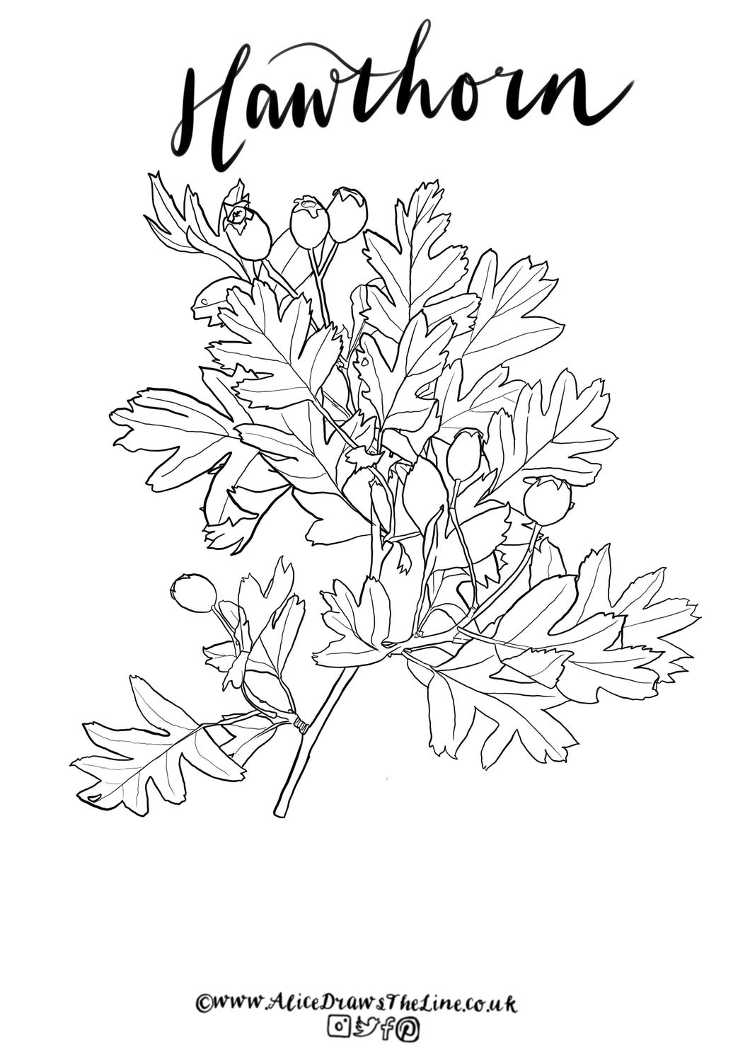 Tree species colouring in sheets – Alice Draws The Line